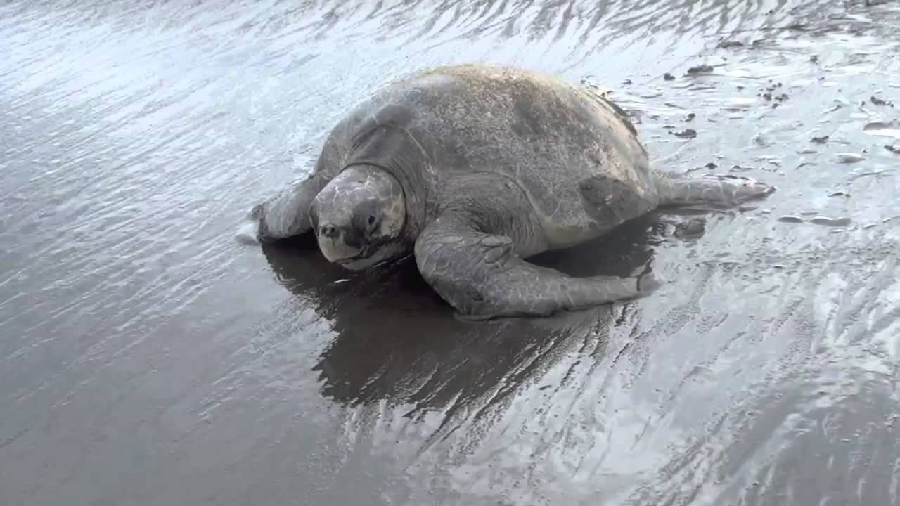 The One million Turtle March- Arribada in Costa Rica - YouTube