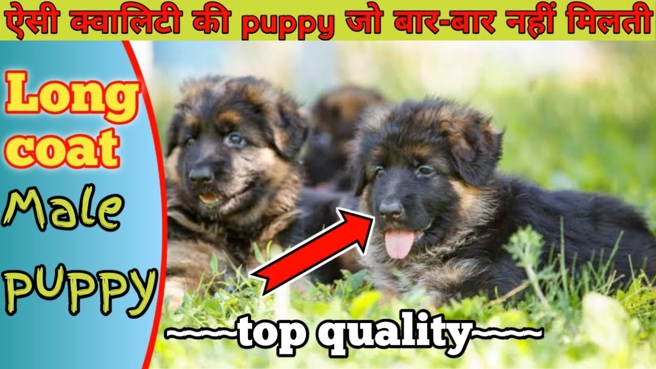 Show quality full long coat German Shepherd male puppies for sales ...