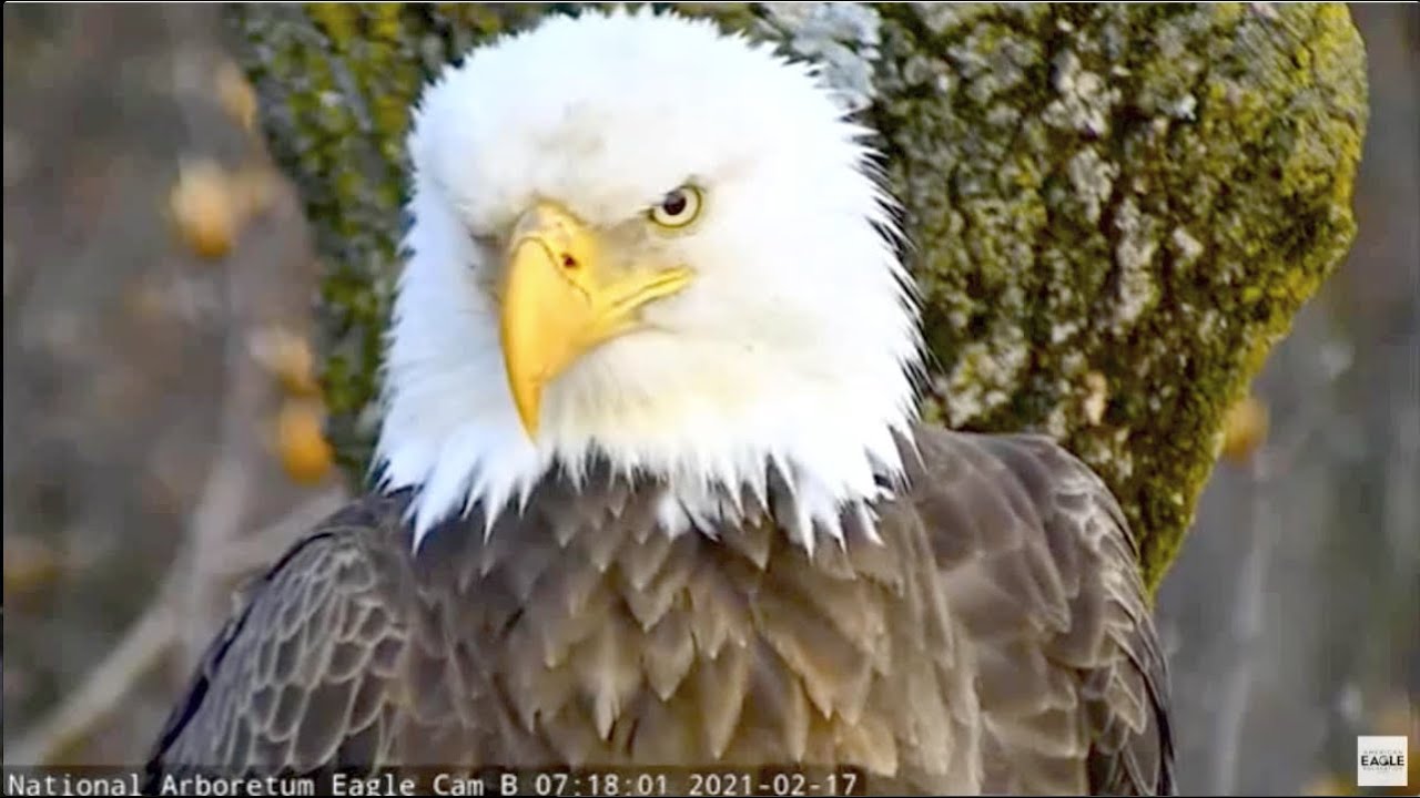 AEF NADC Bald Eagles - Mr P. & V5 at Home / The Slapping Fish / Picture ...