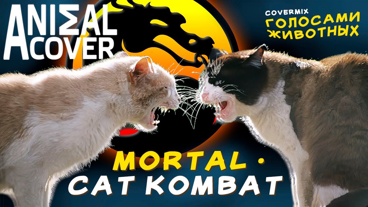 Mortal Kombat Cat Theme [Animal Cover] - YouTube