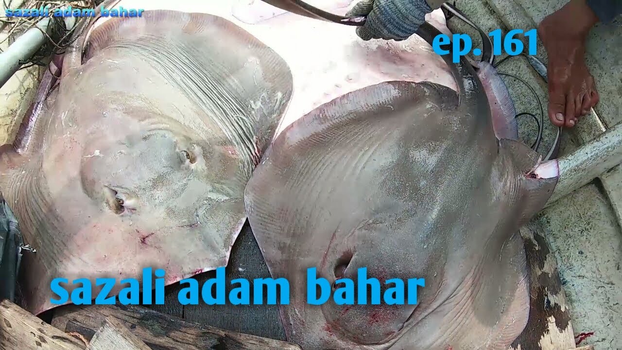 Perbezaan pari beting dan pari daun, karau rawai,ep.161 - YouTube
