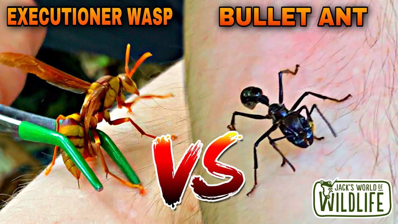Which STING Is ACTUALLY WORSE? BULLET ANT OR EXECUTIONER WASP!? - YouTube