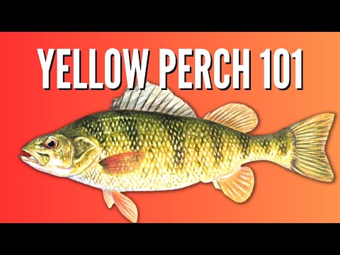 All About Yellow Perch: Identification, Fishing Tips, Habitat and Diet