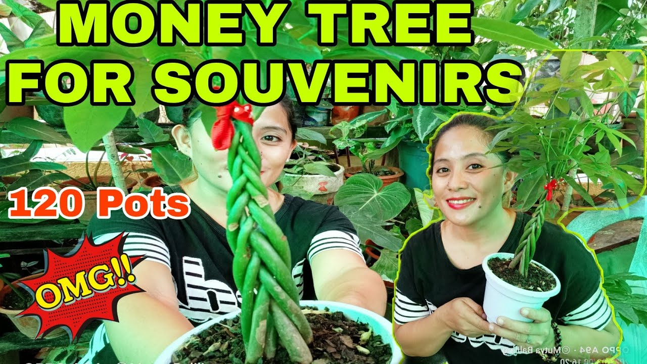 PWEDE PALA ITONG GAWIN SA PUNO NG PERA(MONEY TREE FOR SOUVENIR)FIRSTIME ...