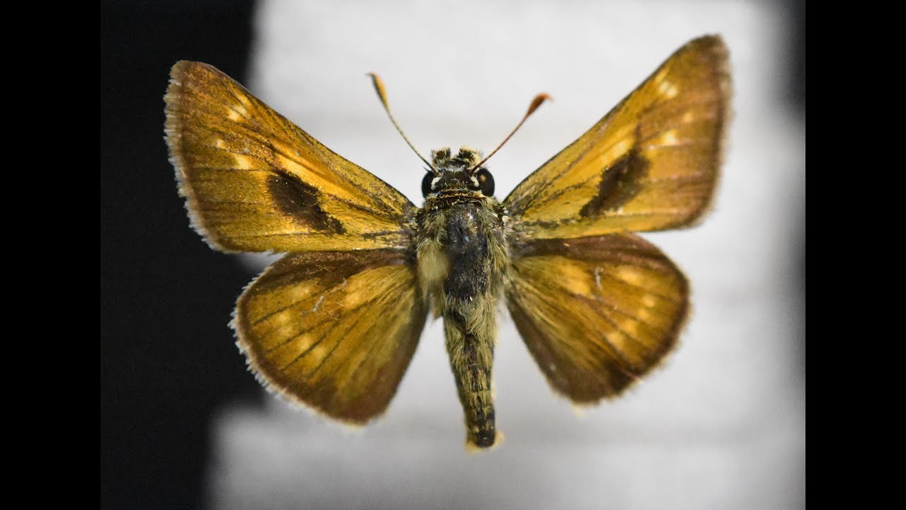 Update on the Pinned Insect Collection - YouTube