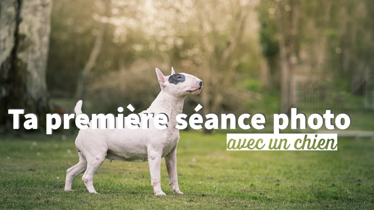 Tout ce que tu dois savoir pour ta première séance photo avec un chien ...