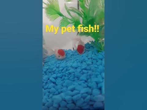 my pet fish!!! - YouTube