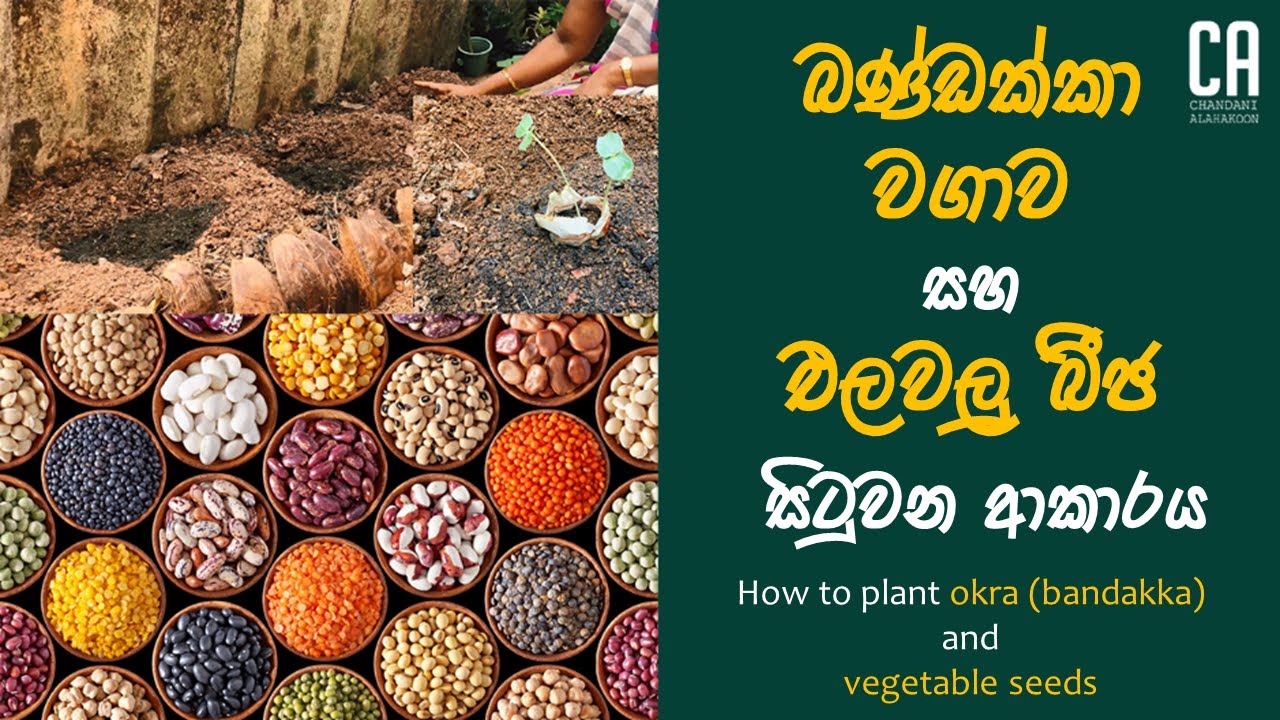 බණ්ඩක්කා වගාව සහ එලවලු බීජ සිටුවන ආකාරය | How to plant okra (bandakka ...