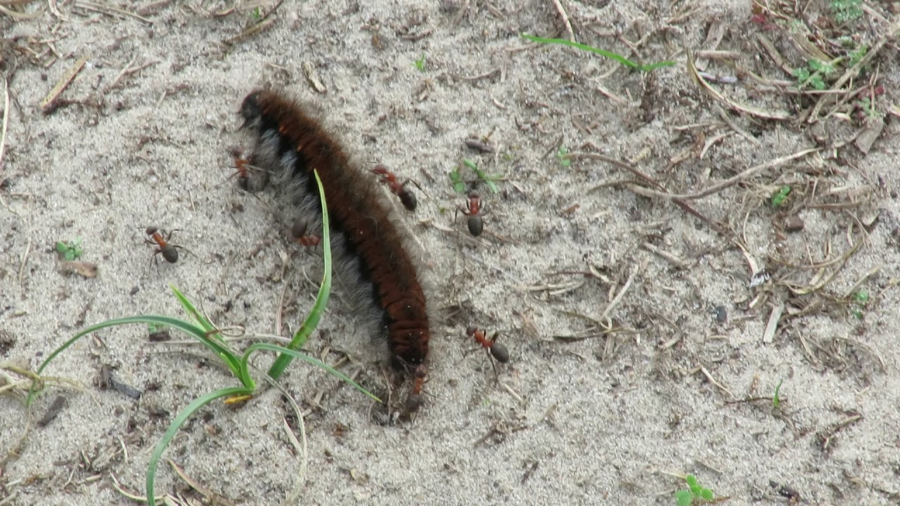 Rode mieren vallen een kruipende rups aan. De rups ontsnapt? - YouTube