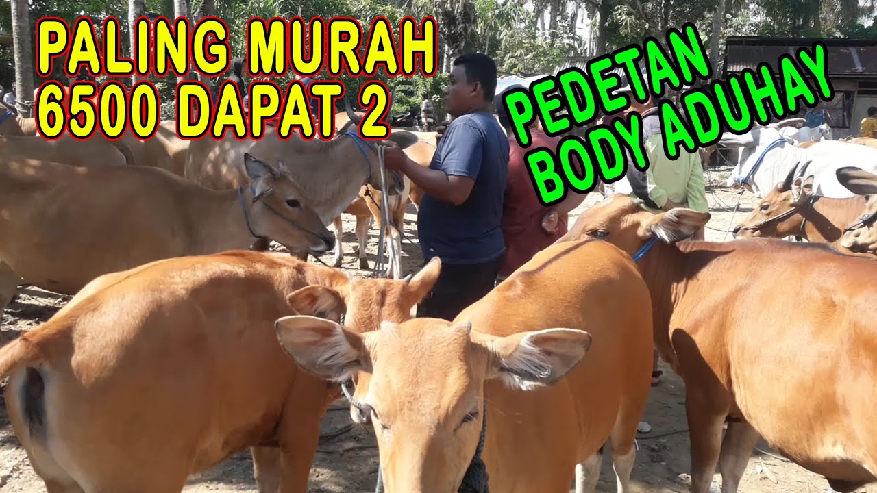 6500 Dpt 2 !! Sapi Paling Murah | Pedetan Super Body Aduhayyy | harga ...