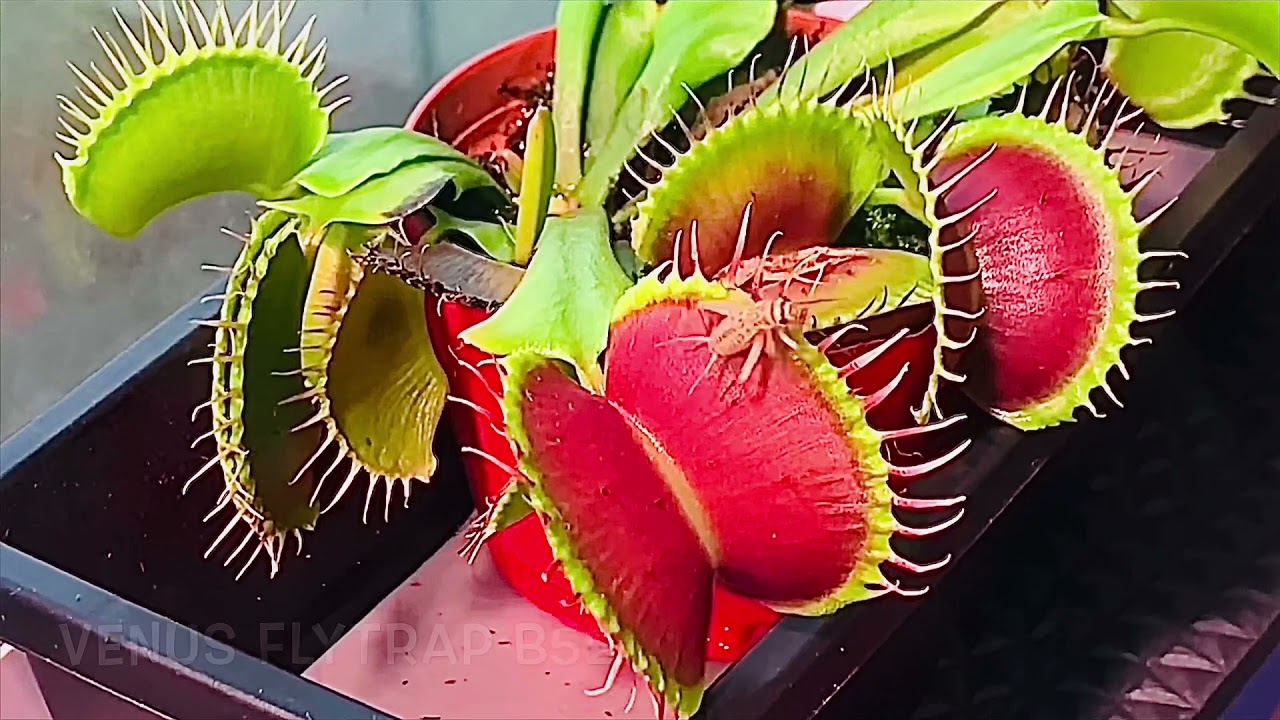 Venus Flytrap catches Cricket (B52) time-lapse - YouTube