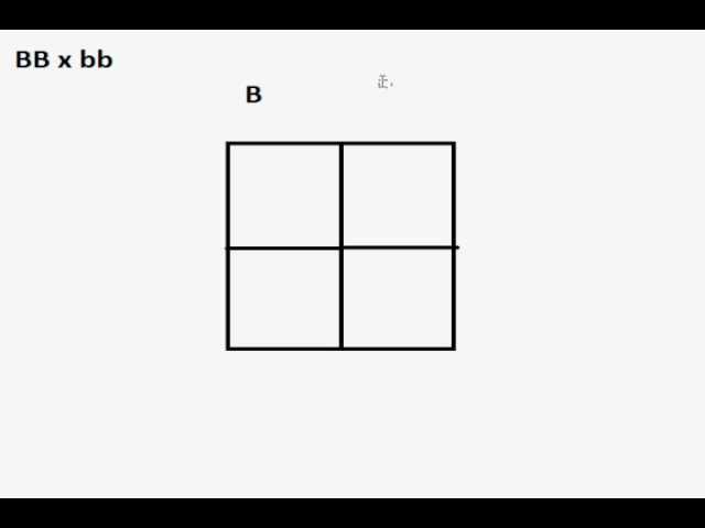 Blank Punnett Square