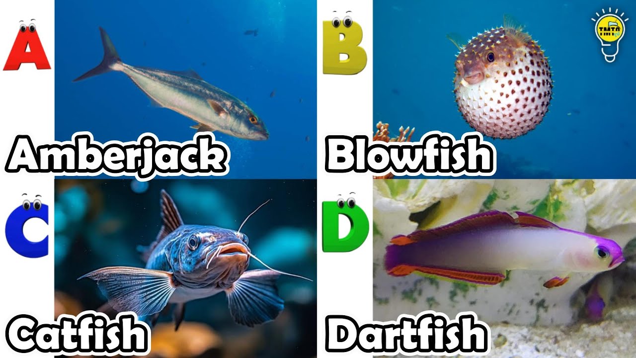 Sea animals for kids | ABC phonics animals | ABC Sea Animals song ...