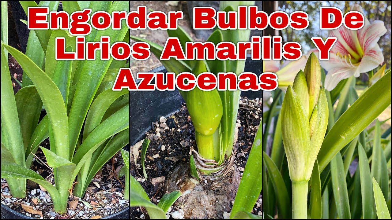 HACER engordar BULBOS de LIRIOS AMARILIS o AZUCENAS lily- Hippeastrum ...