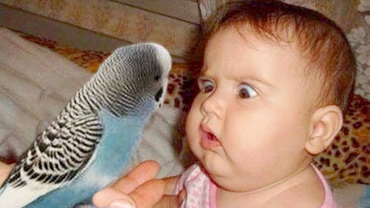 Animais e crianças para rir 2020 🐶 | Videos Engraçados | Rir até Chorar ...