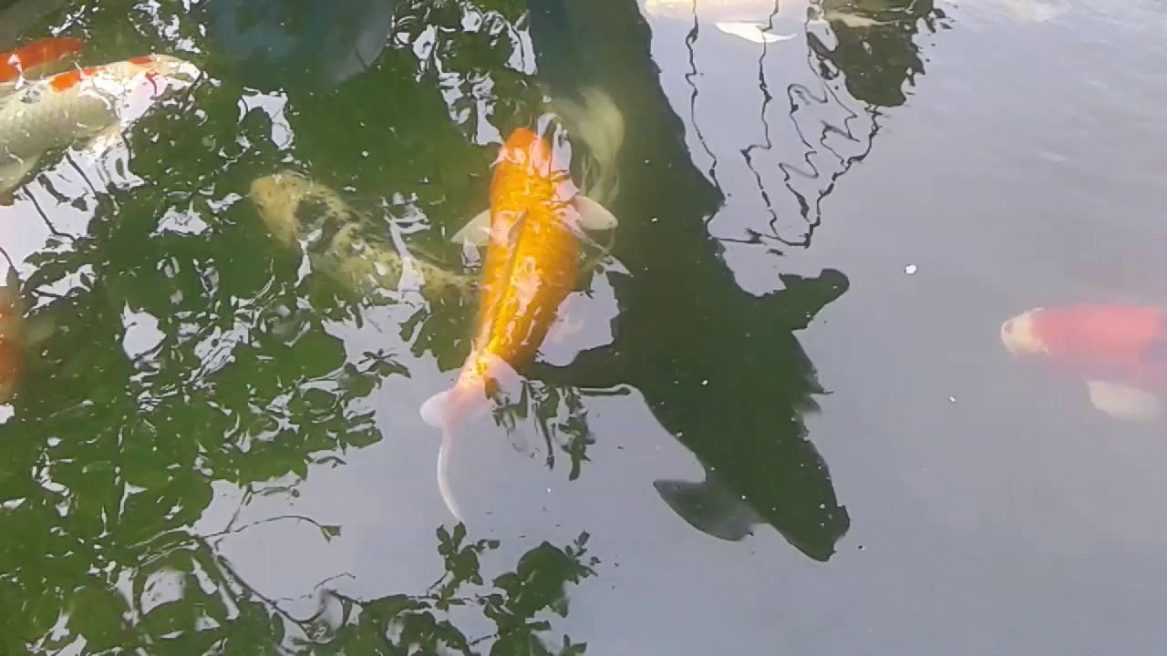 KOI FISH WITH ABOUT 5KLS EACH (WONDERFUL CREATION) - YouTube