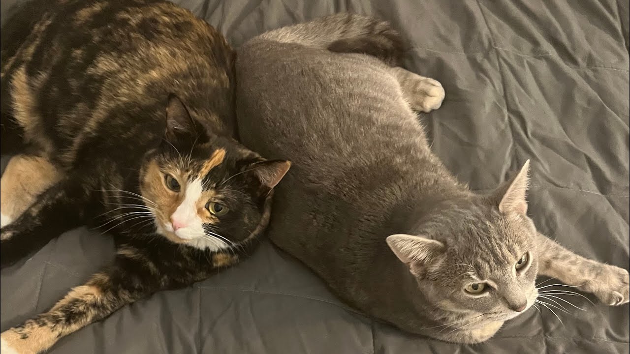 Stormy Cat & Calico Cat Queen Stare Down! #cat #catlover #cute #kitten ...
