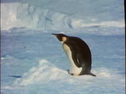 Penguins (and Otters) 1988 - YouTube