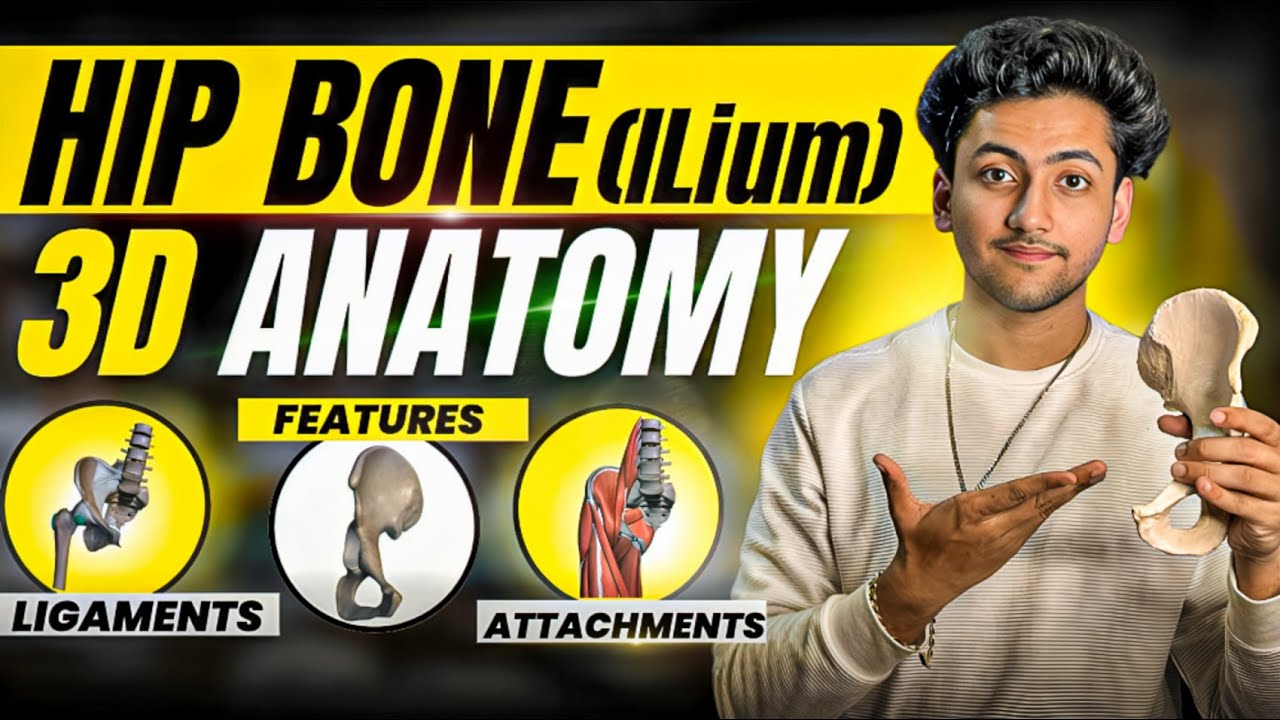 Hip Bone Anatomy ( Ilium ) 3D - Lower Limb | Attachments of Ilium ...