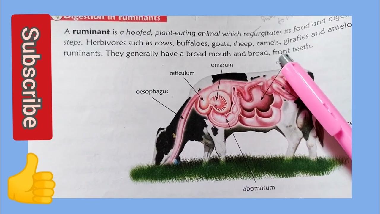 DIGESTION IN RUMINANTS|| NUTRITION IN ANIMALS|| CLASS 7|| SCIENCE ...