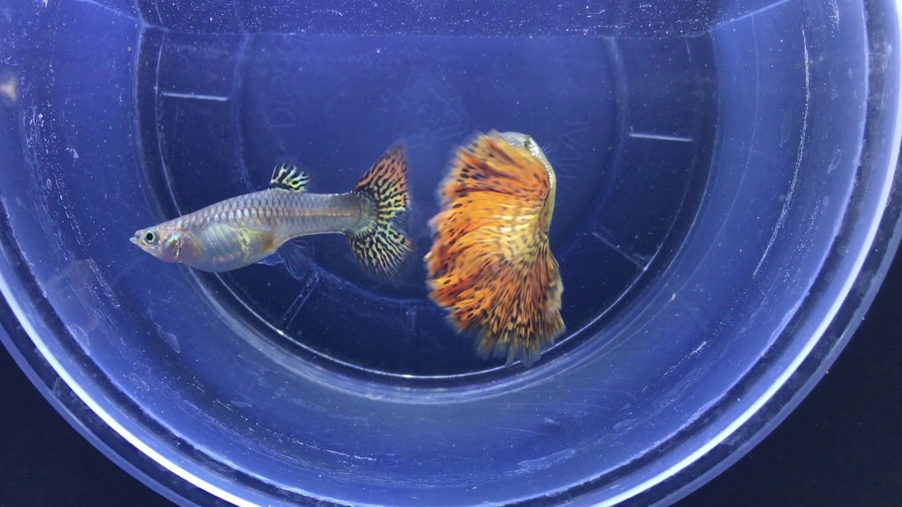 WYSIWYG Red Butterfly Guppies Pair 02 - YouTube