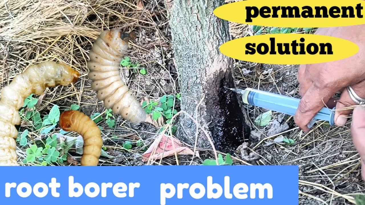 Root borer treatment in persimmon fruit tree ll persimmon fruit garden ...