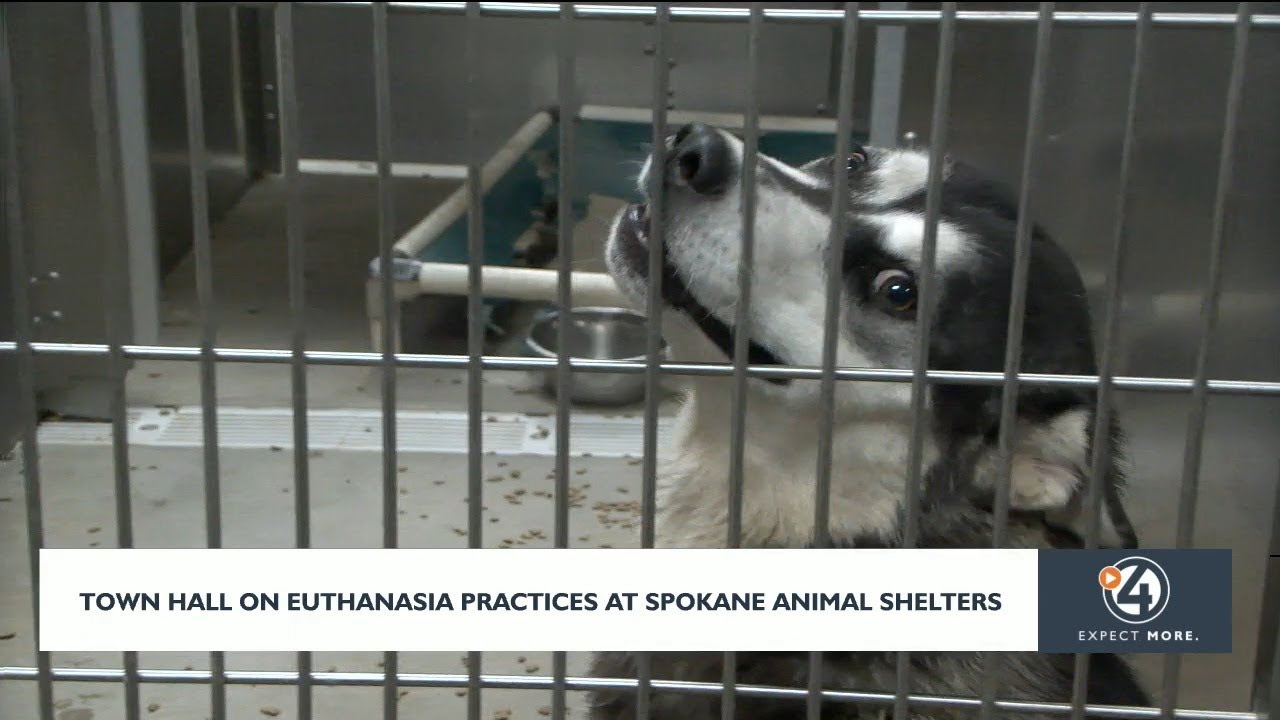 Town hall on euthanasia practices at Spokane Animal shelters - YouTube