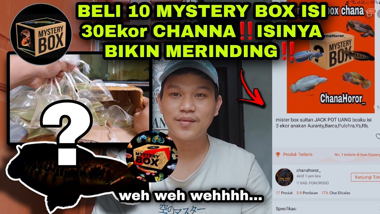 BELI 10 MYSTERY BOX CHANNA ISI 30 EKOR‼️ISINYA BIKIN MERINDING⁉️ - YouTube