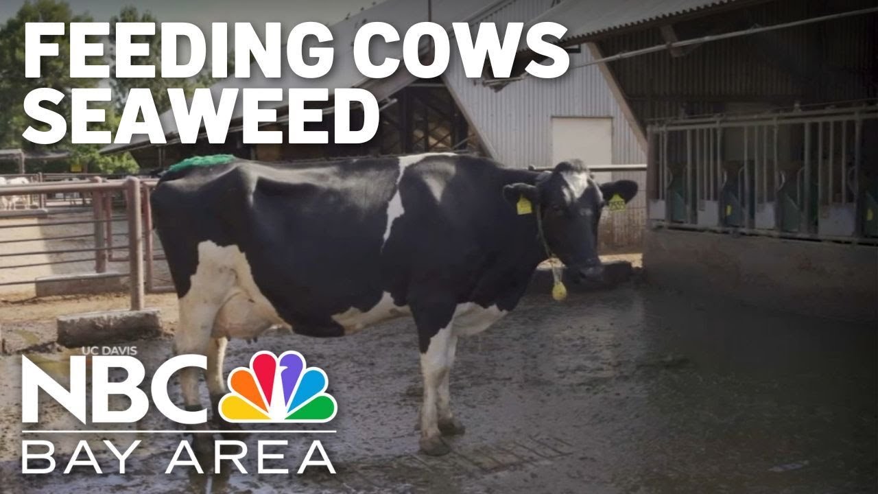 Feeding cattle seaweed reduces methane gas emissions - YouTube