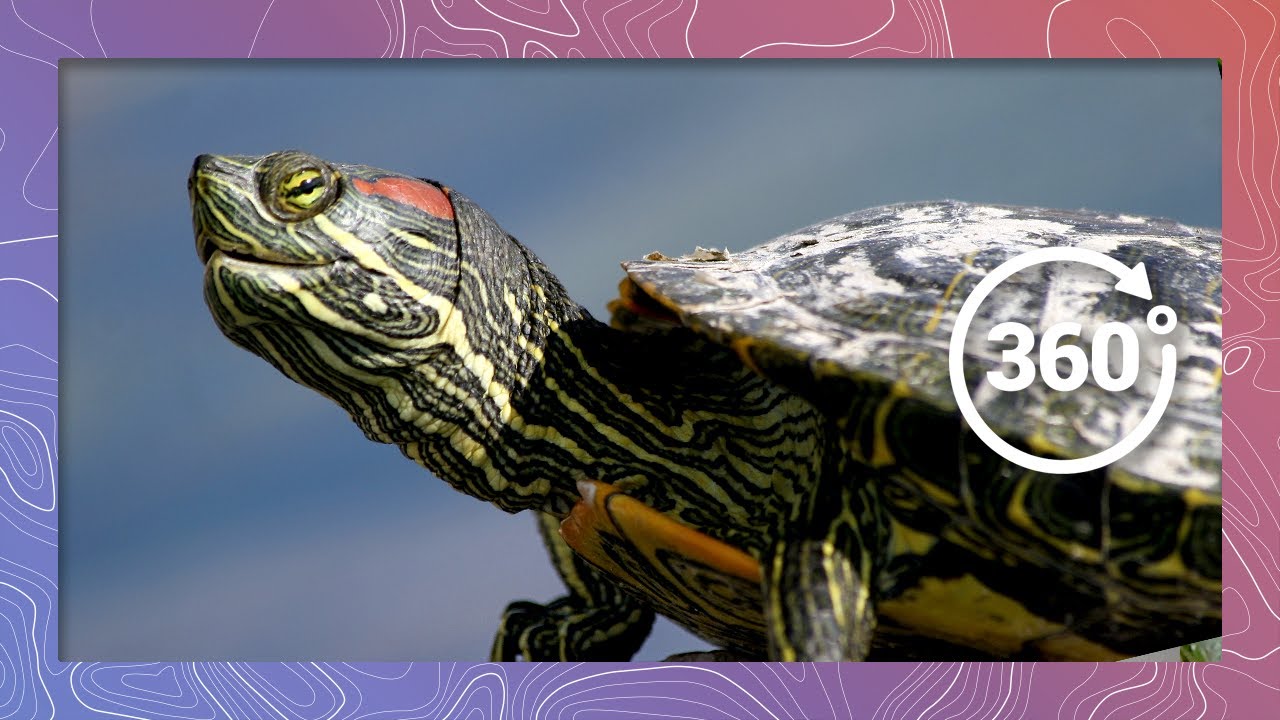 A Red-eared Slider Turtle Slides Through the Wild | Wildlife in 360 VR ...