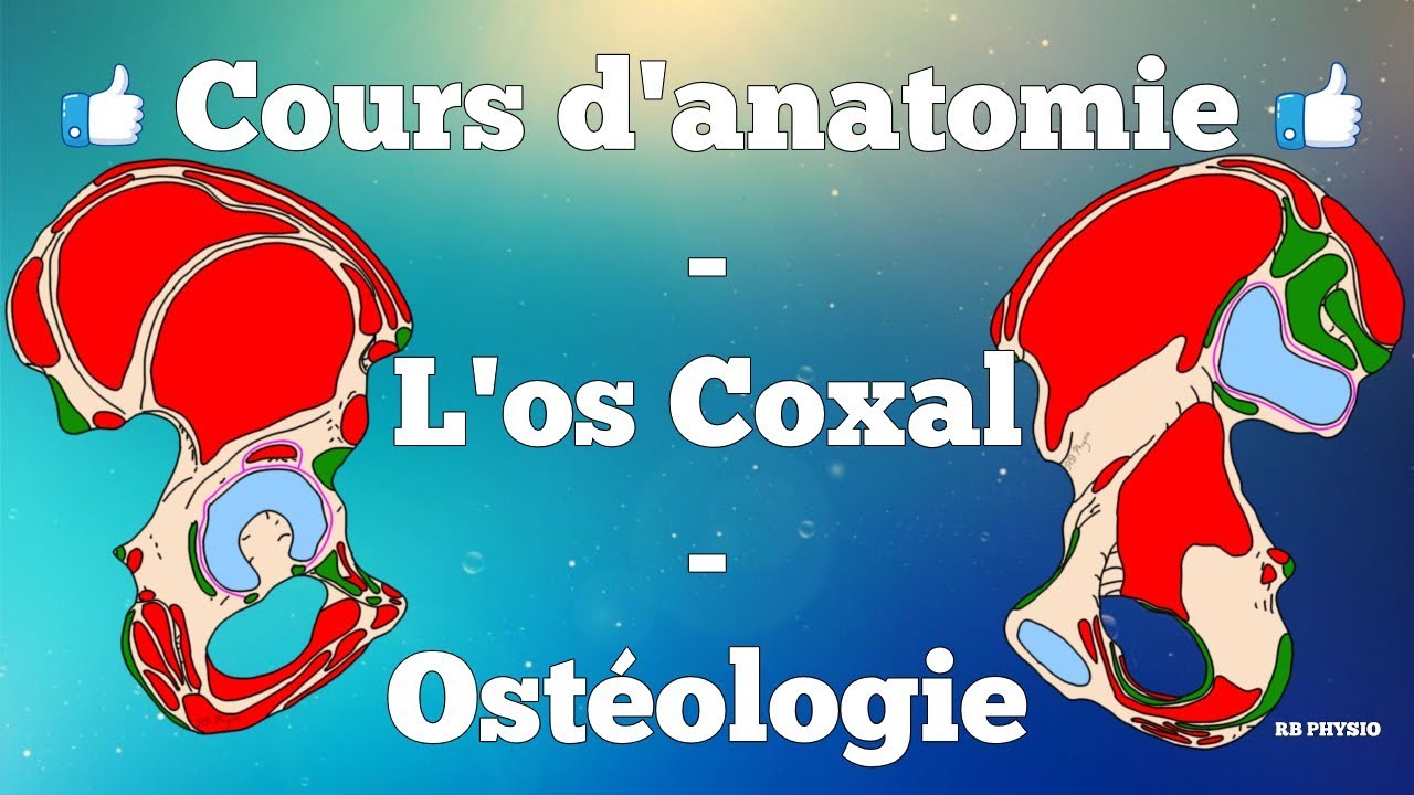Anatomie du membre inférieur - L' os coxal - YouTube