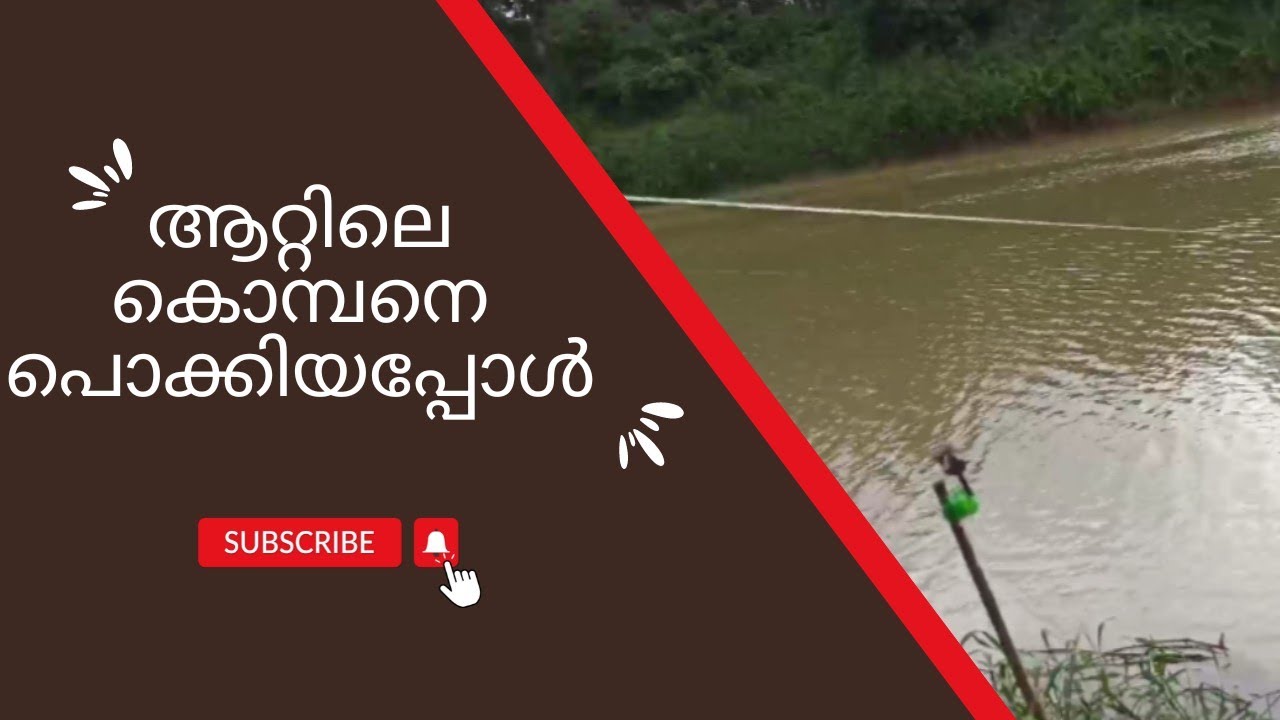 SPIDER HOOK |ഒരു ചെറിയ കൊമ്പനെ പിടിച്ചപ്പോൾ #spiderhook#fishingvideo ...