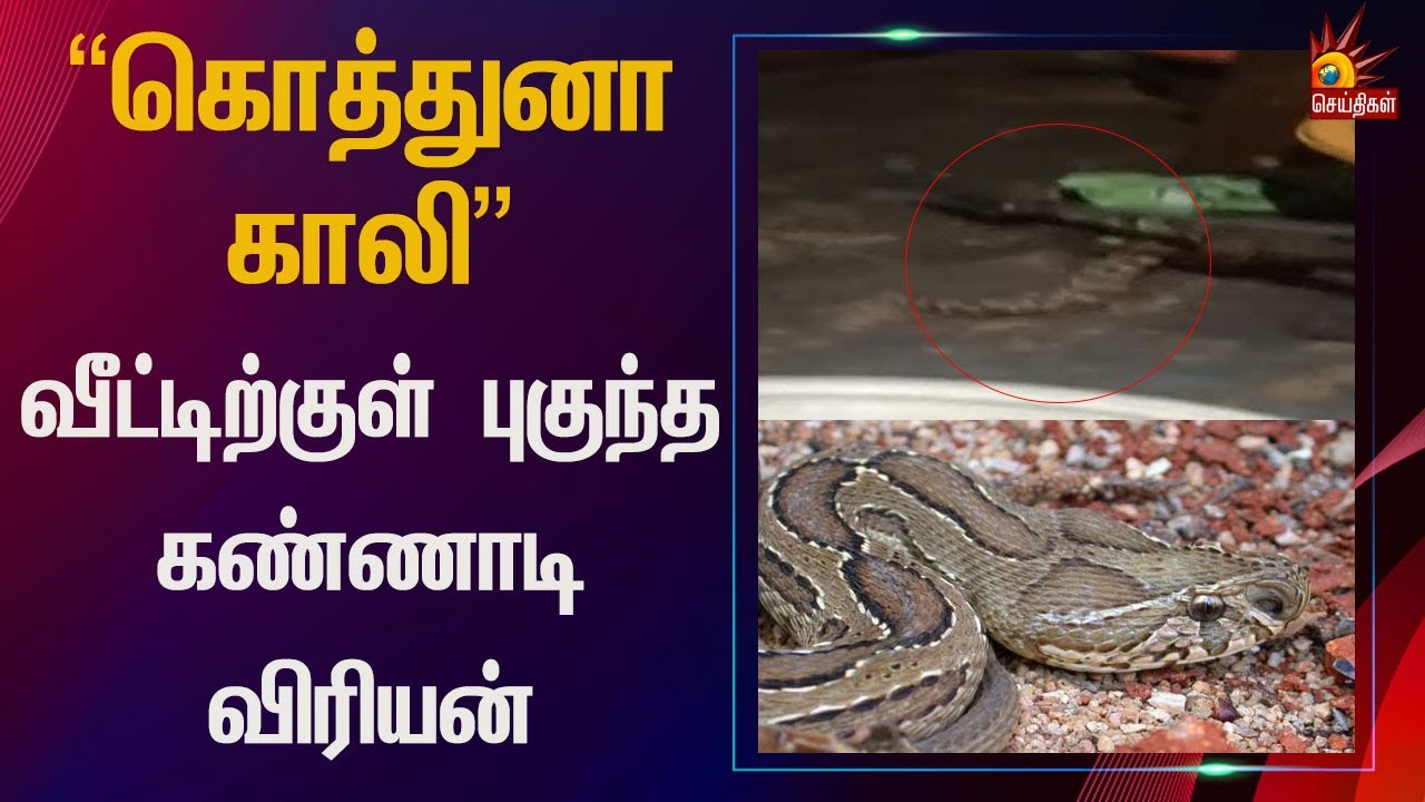 ஆட்டம் காட்டிய கண்ணாடி விரியனை அலேக்காக பிடித்த தீயணைப்புத்துறை ...
