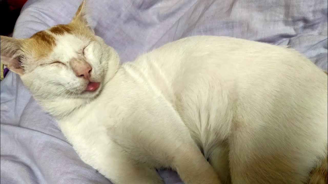 ঘরে আসলে আমার মিনি ও বাহাদুর হয়ে যায় || এলাকায় নতুন আসাতে এক গুন্ডা ...