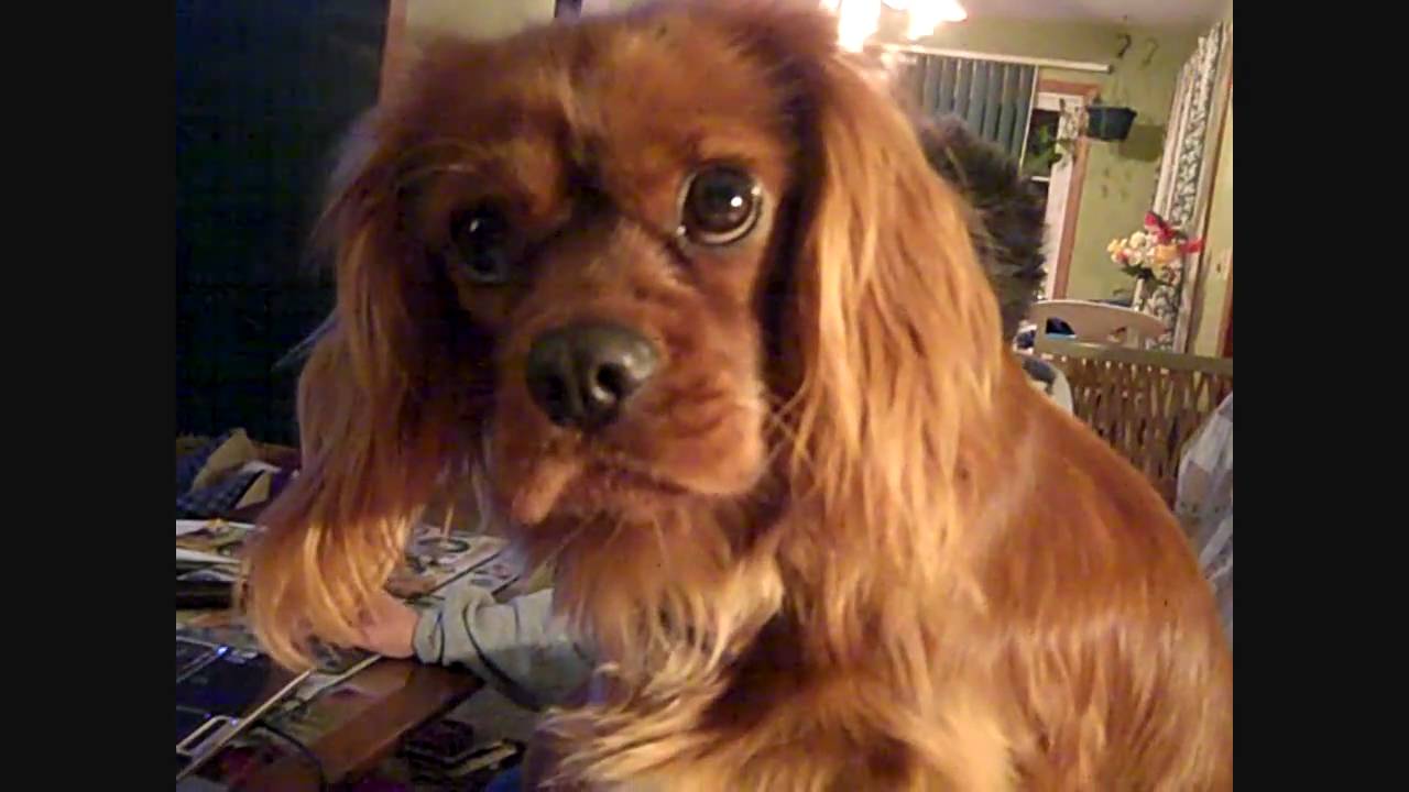 Dexter & Cooper Cute Puppy Cavalier King Charles Spanial 2/27/11 day 27 ...