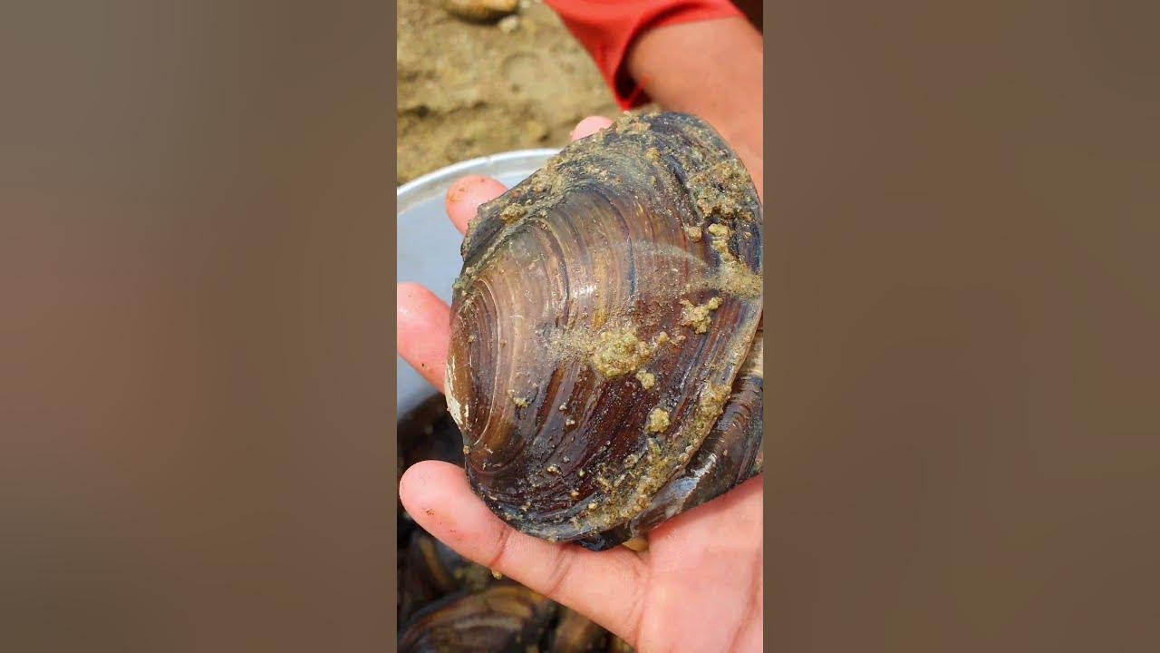 Clams at Low tide Blood clams lie in the sand, octopus on the stone # ...