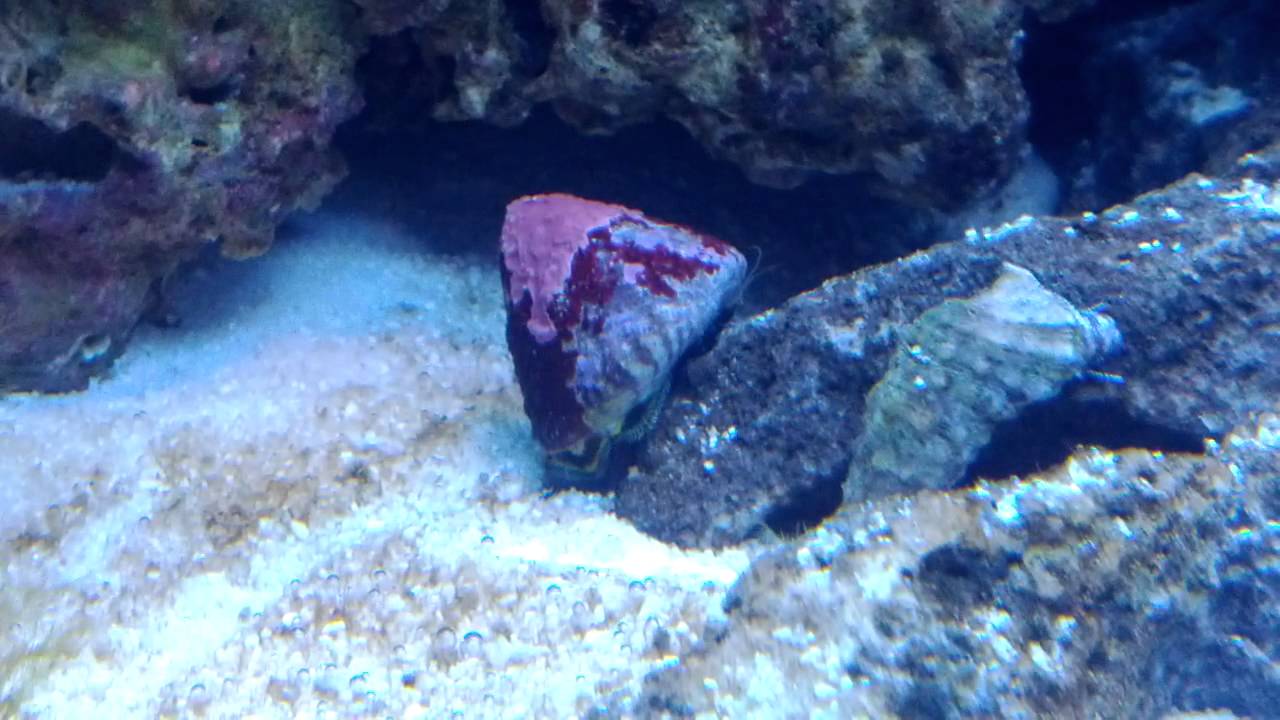 Saltwater Aqaurium Turbo Snail - YouTube