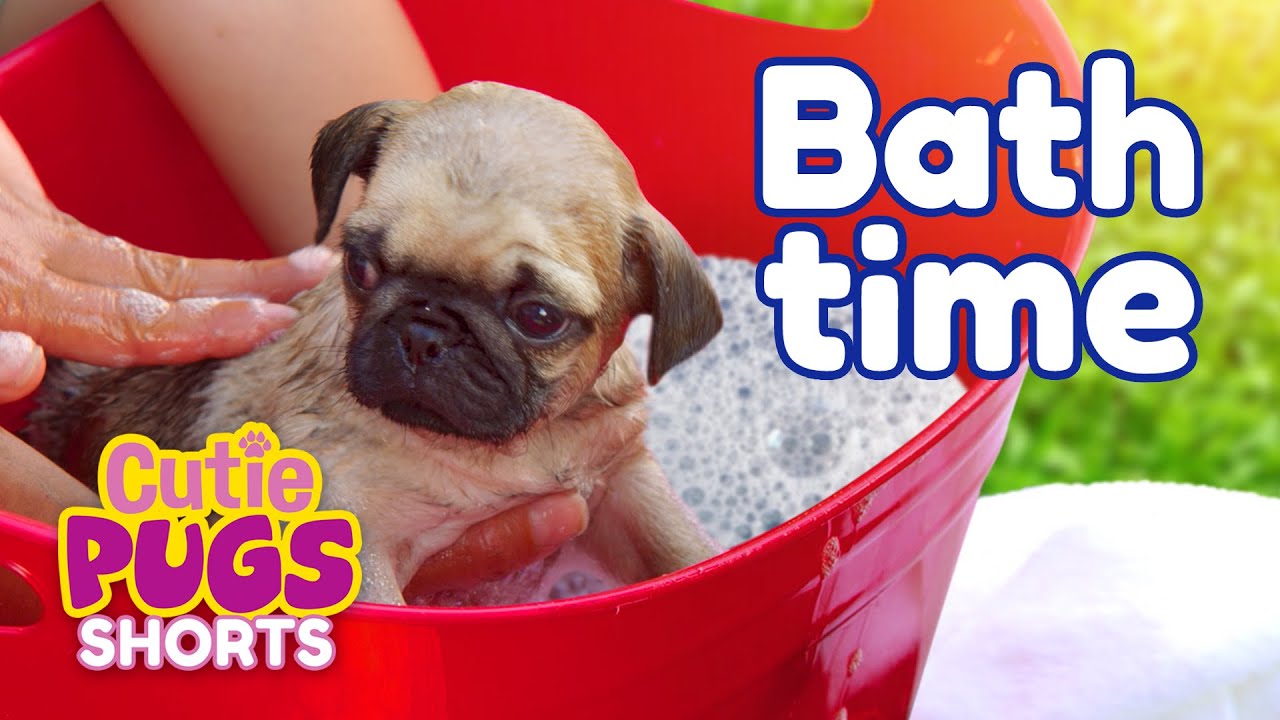 🛁Bath Time!🫧 | Cutie Pugs🐶 | Animals for Kids🐾 - YouTube