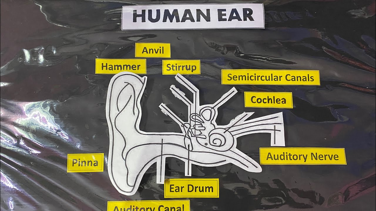 Model / Chart of Human Ear | Chapter - Sound Teaching Aids Science ...