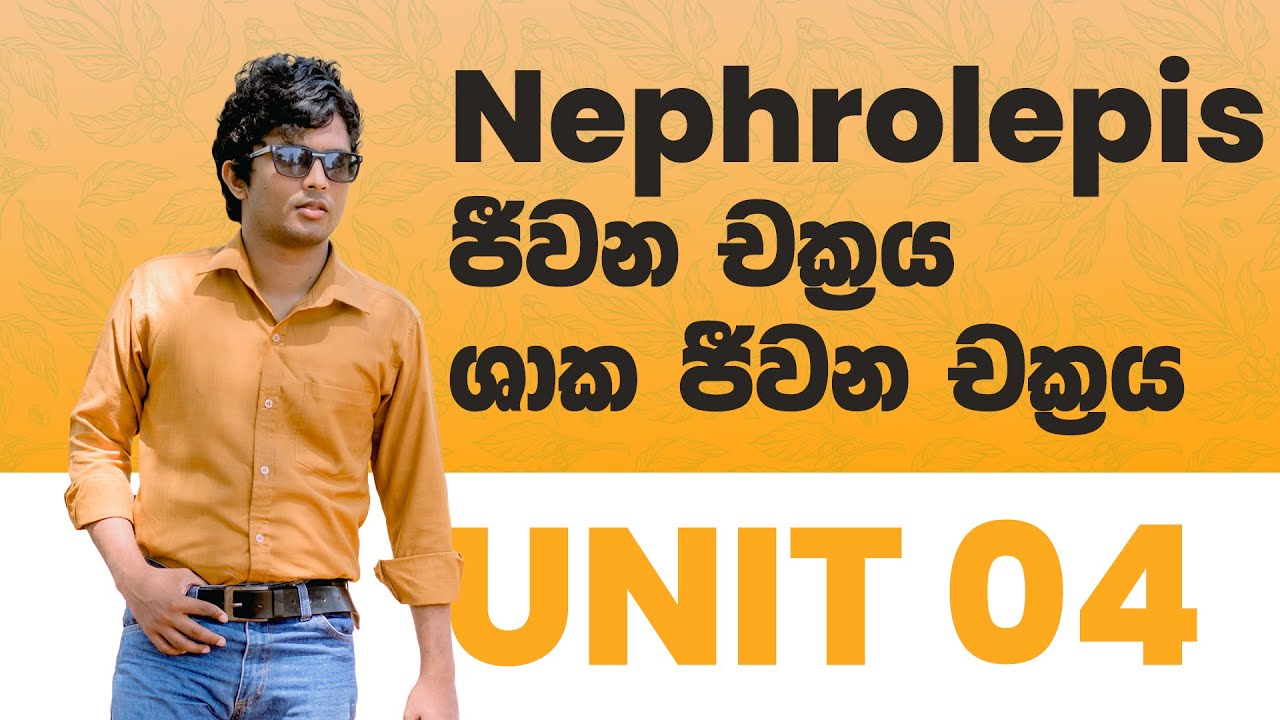 Nephrolepis Life Cycle ජීවන චක්‍රය | ශාක ආකාරය හා ක්‍රියාකාරිත්වය | A/L ...