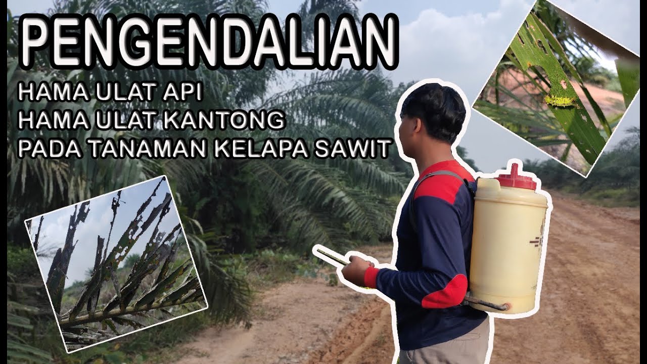 PENGENDALIAN HAMA ULAT API DAN ULAT KANTONG - YouTube