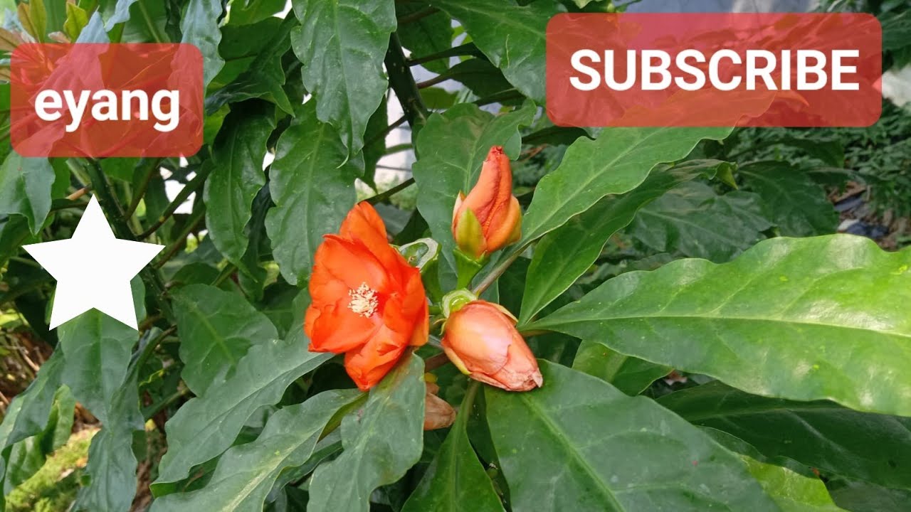 TANAMAN BUNGA 7 DURI DAN MANFAATNYA #tanamanherbal #tanamanhias # ...