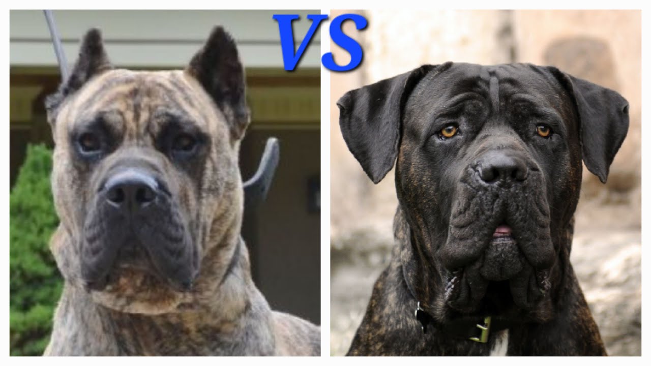 Presa Canario VS Cane Corso - YouTube