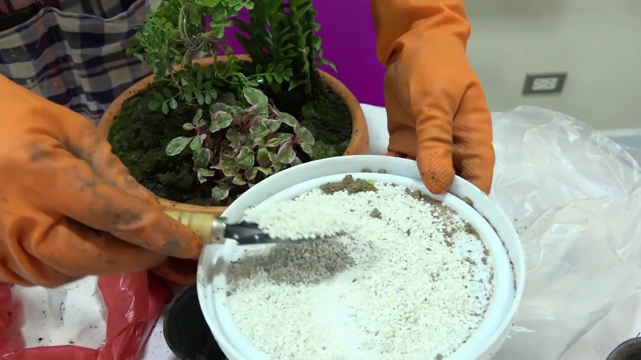 How To Make Bonsai Penjing or Landscape - YouTube