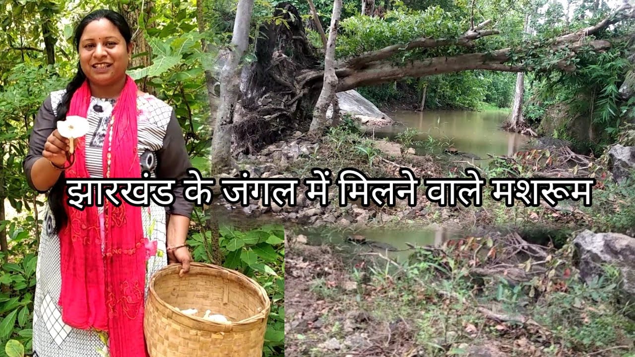 देसी मशरूम/lots of wild mushroom from the forest/Jharkhandi village life - YouTube
