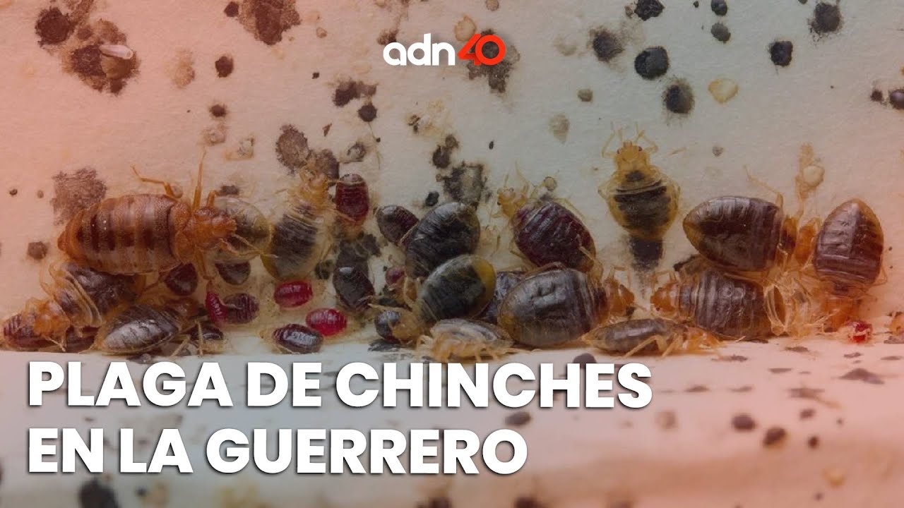 Plaga de chinches en la Guerrero | México en Tiempo Real - YouTube
