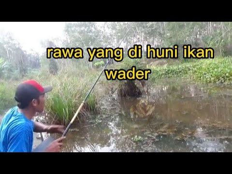 ternyata di sepot rawa ini banyak di huni ikan wader !!! mancing ikan wader - YouTube