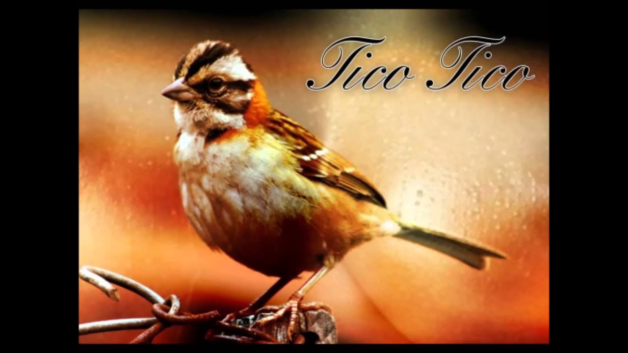 Tico Tico play along - YouTube