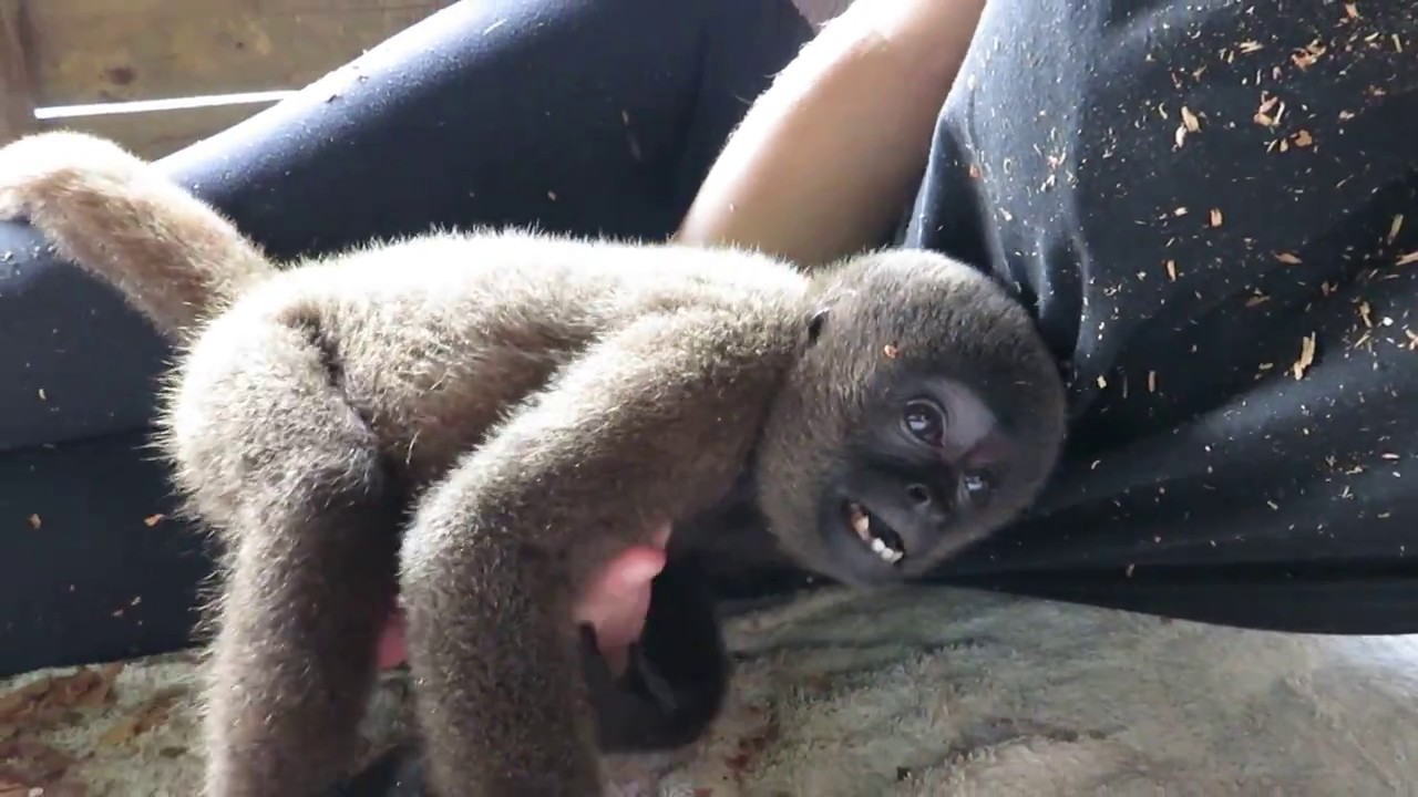 Adorable rescued baby Woolly Monkey - YouTube