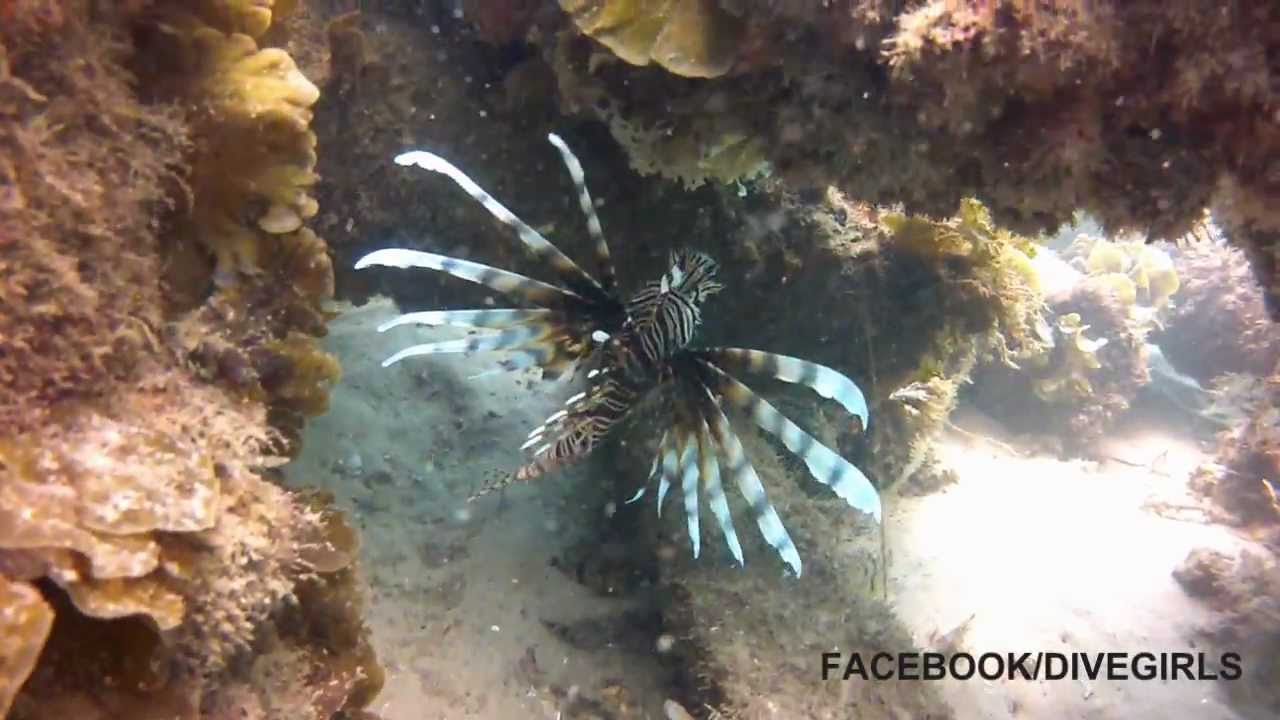 Scuba Diving the Tweed River - New Years Day Dive 2013 - YouTube